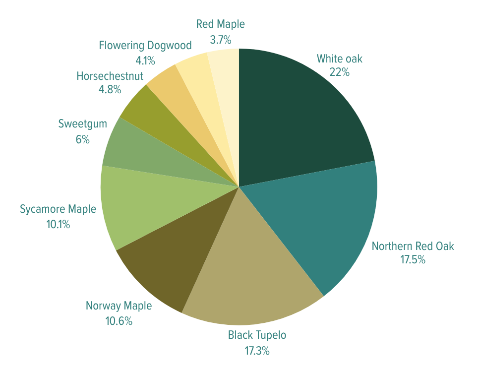 2026 Tree Inventory & Management Plan - Coleman Memorial Park
